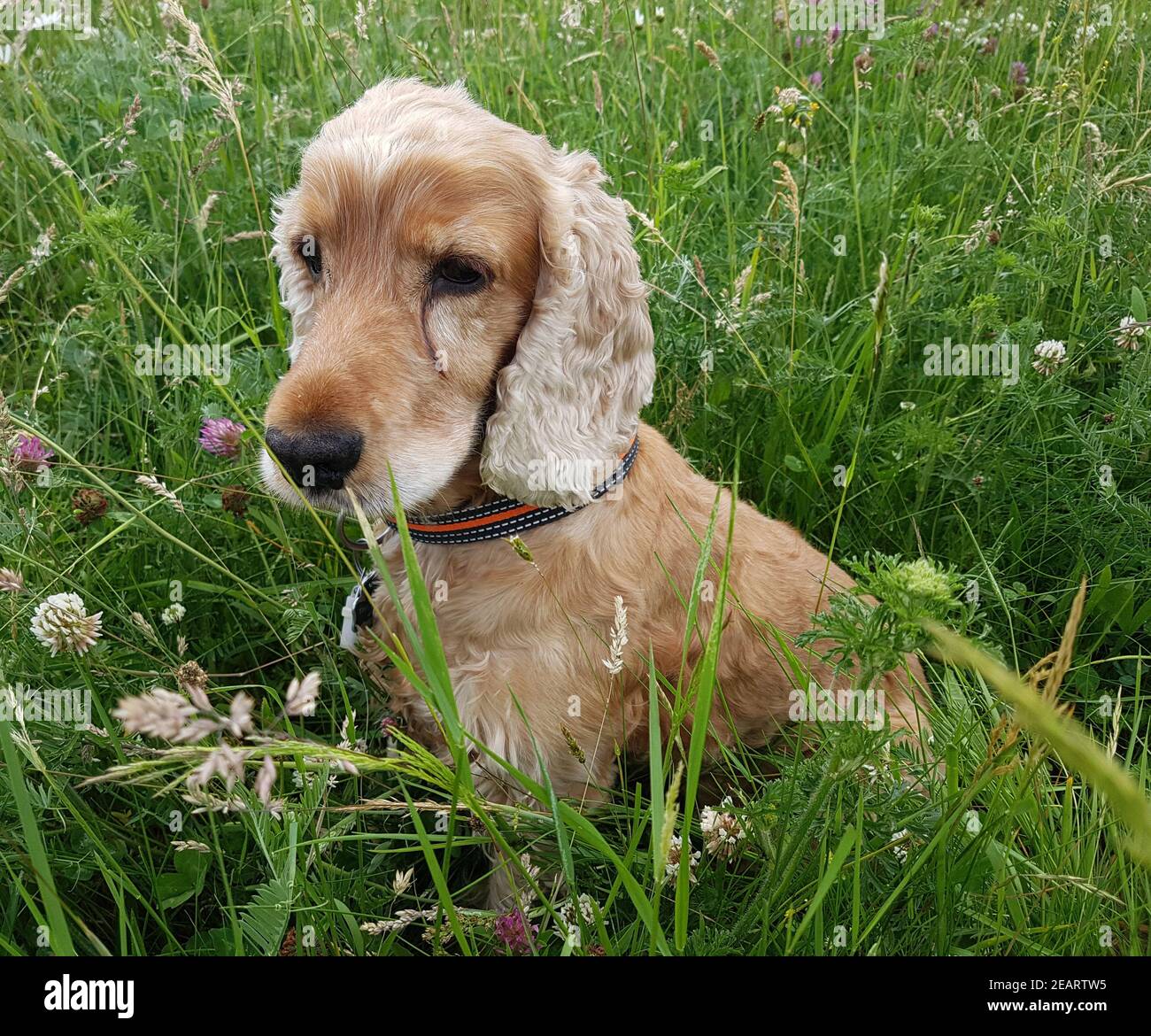 Cocker Spaniel Hund Stock Photo - Alamy