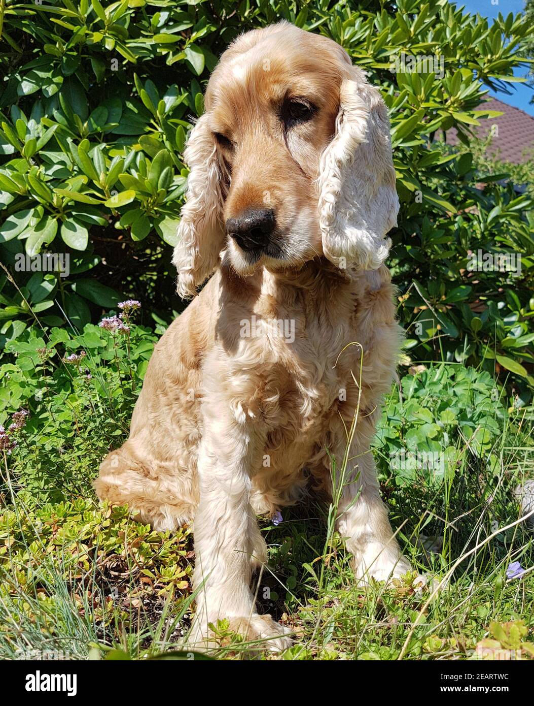 Cocker Spaniel Hund Stock Photo - Alamy