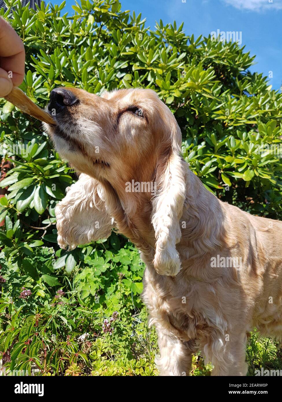 Cocker Spaniel Hund Stock Photo - Alamy