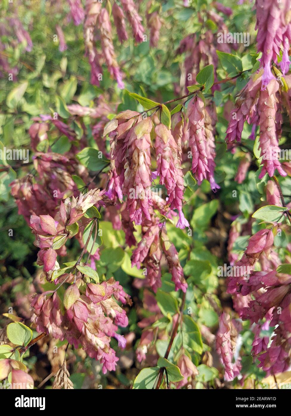 Hopfenoregano, Origanum rotundifolium, Amethyst Falls, Kraeuter ...