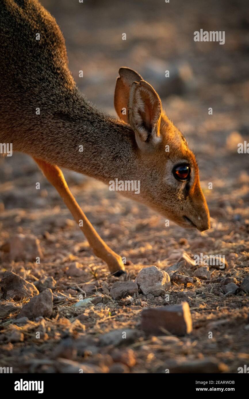 Dik dik head hi-res stock photography and images - Alamy