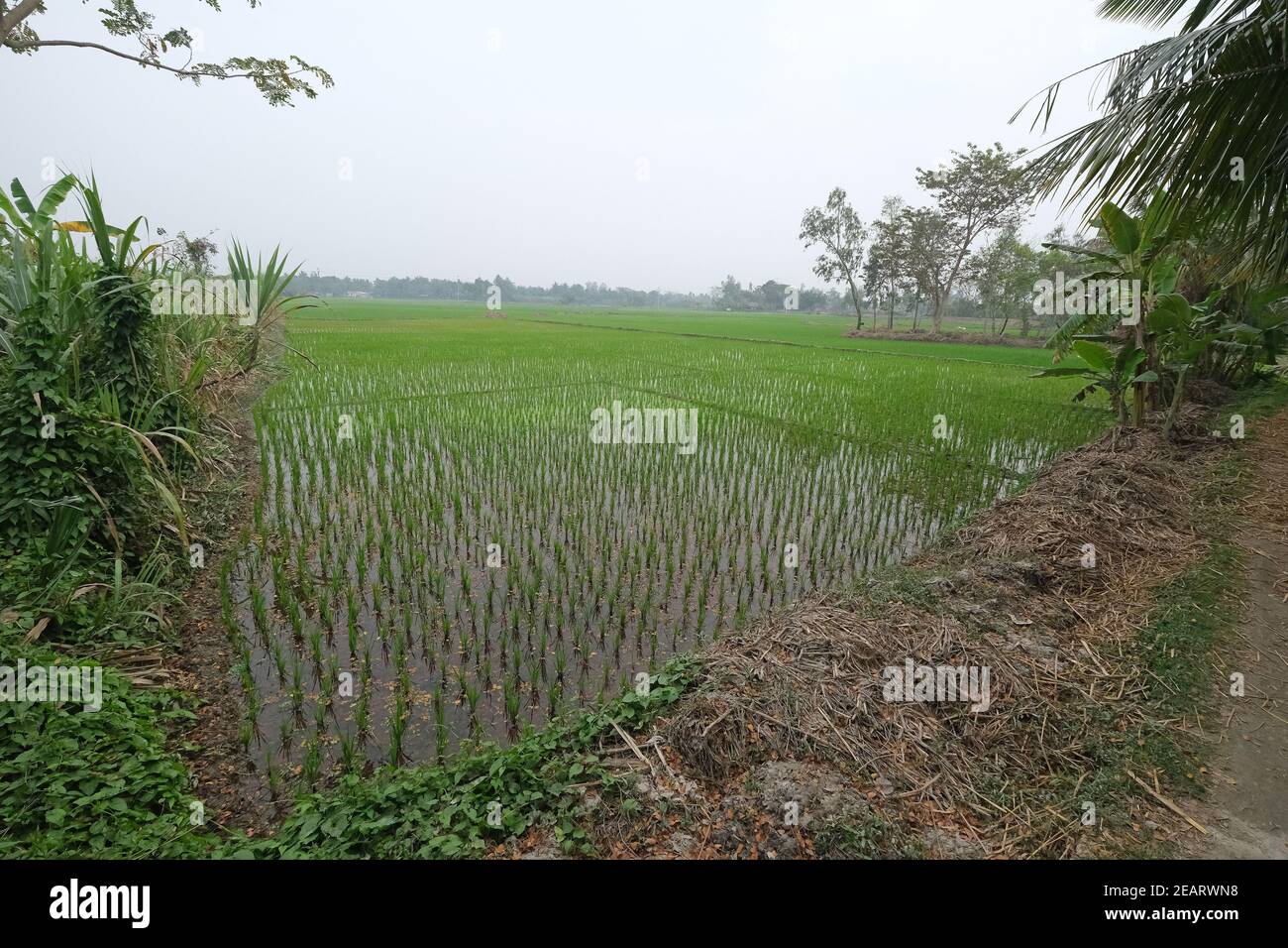 Green rice field in West Bengal, India Stock Photo - Alamy