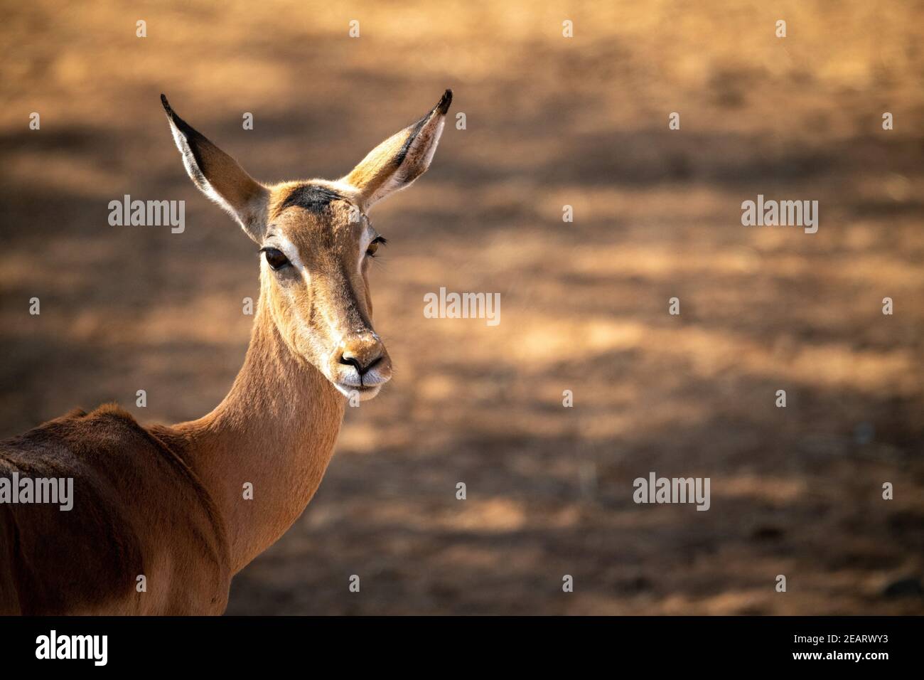 Close-up of female common impala turning head Stock Photo - Alamy