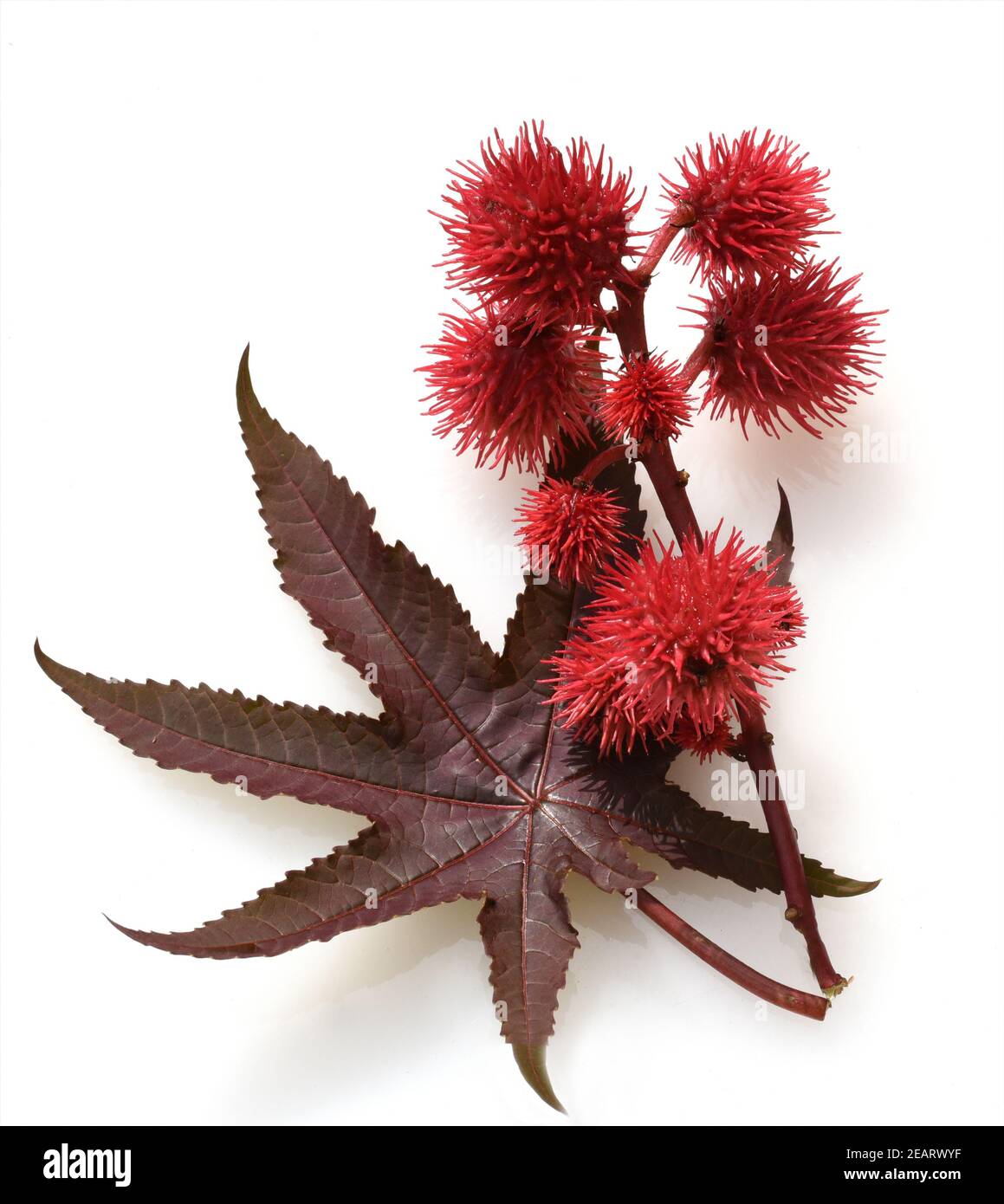 Rizinus, Ricinus Communis, Giftpflanze Stock Photo - Alamy