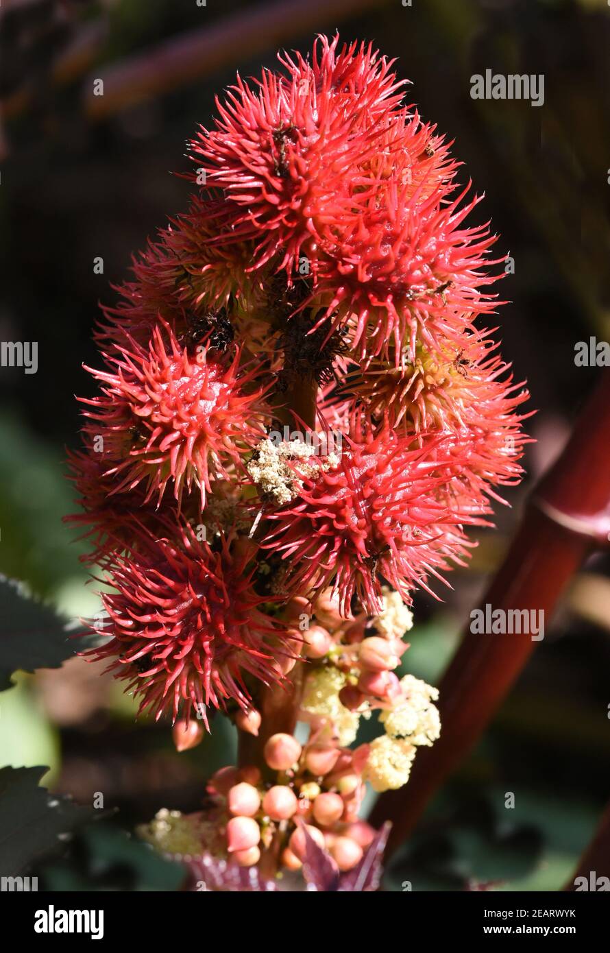 Rizinus, Ricinus Communis, Giftpflanze Stock Photo - Alamy