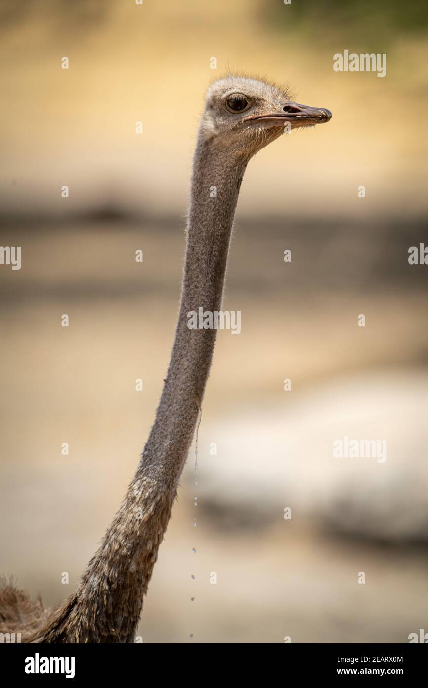 Ostrich water hi-res stock photography and images - Alamy