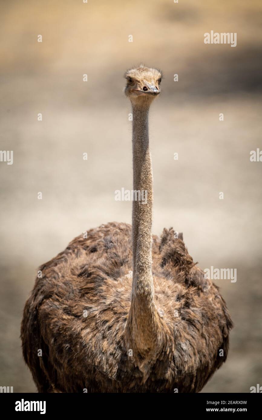 Bird facing camera hi-res stock photography and images - Alamy