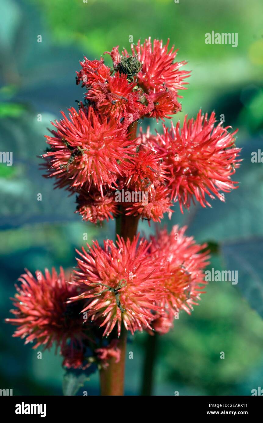 Ricinus communis flowers hi-res stock photography and images - Alamy