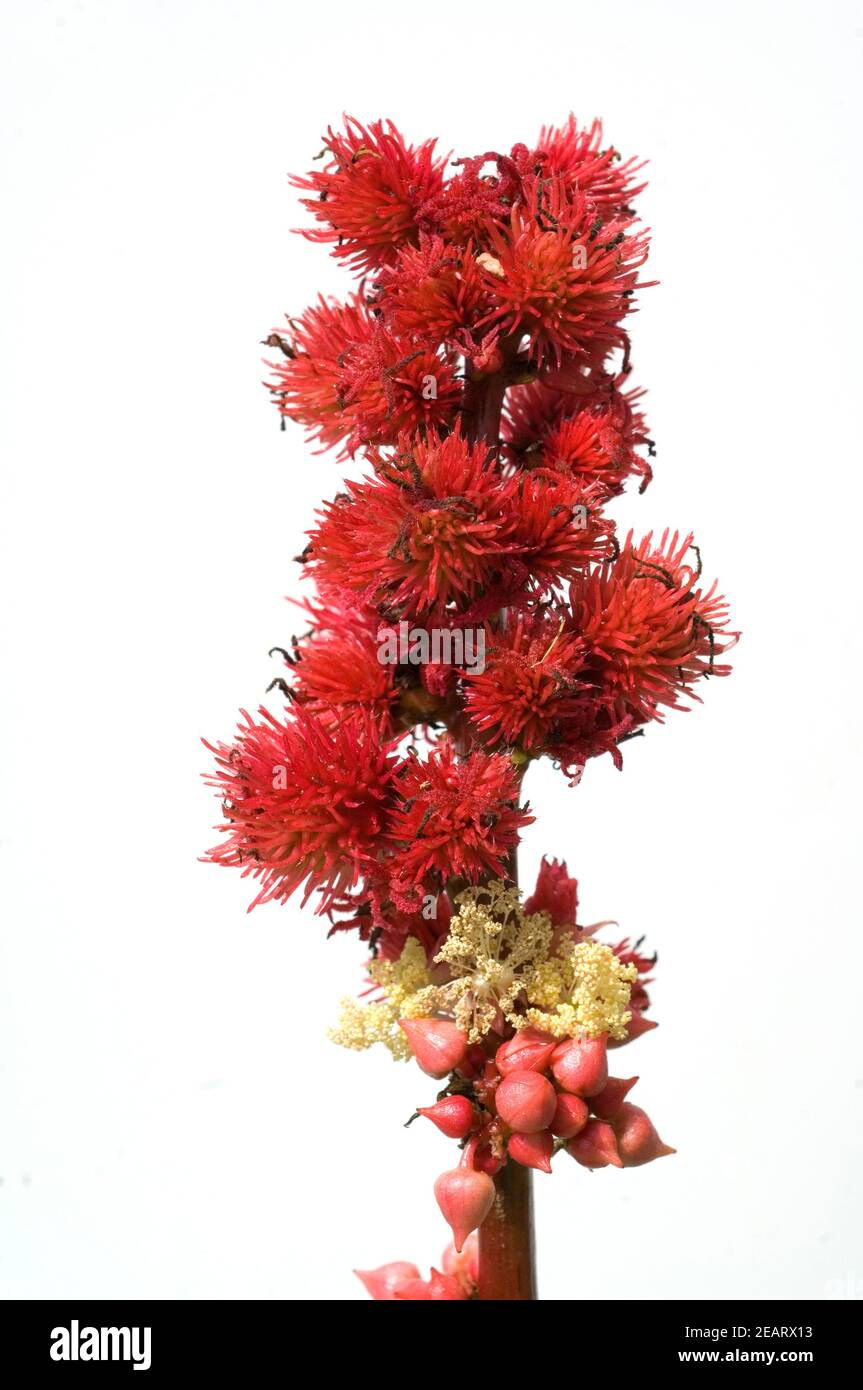 Rizinusbluete Ricinus Communis Stock Photo - Alamy