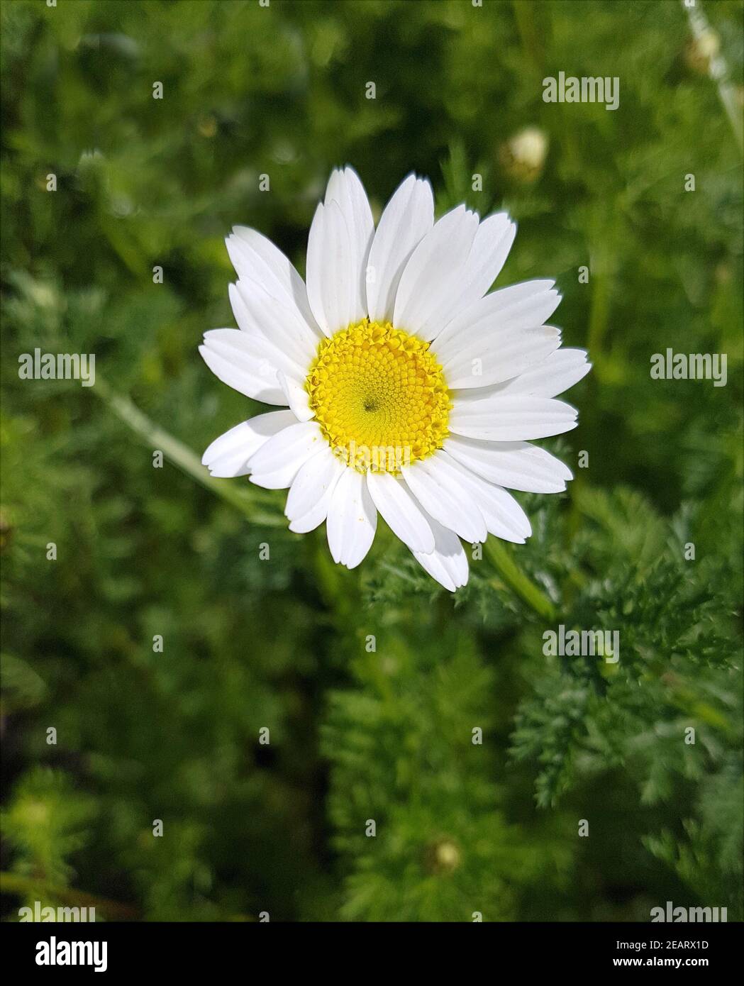 Roemischer Bertram Anacyclus, pyrethrum, Heilpflanze Stock Photo - Alamy