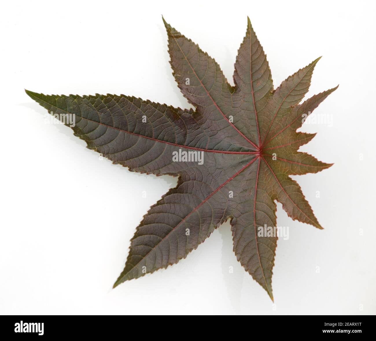 Rizinusblatt, Rizinus, Ricinus, Communis Stock Photo - Alamy
