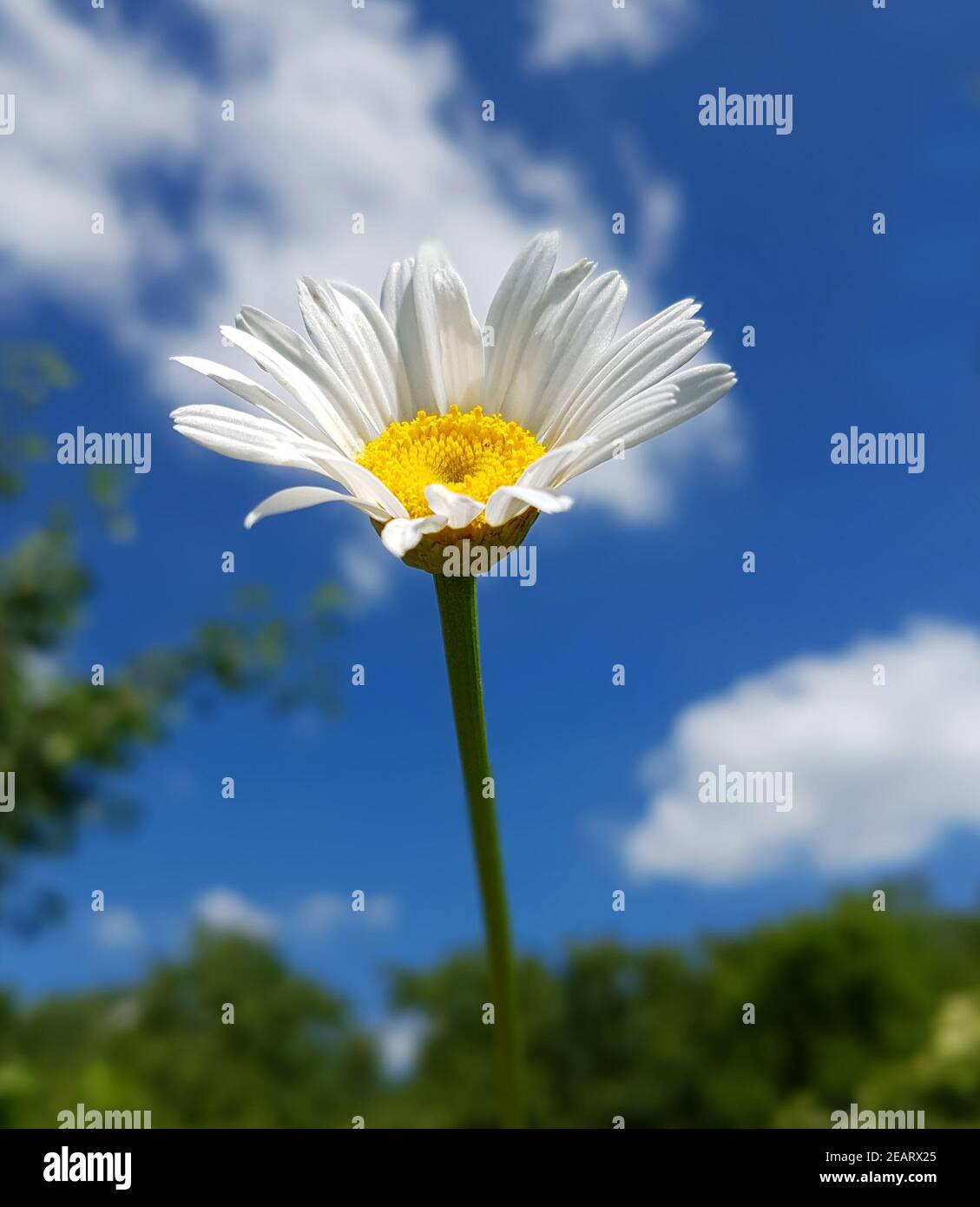 Roemischer Bertram Anacyclus, pyrethrum, Heilpflanze Stock Photo - Alamy