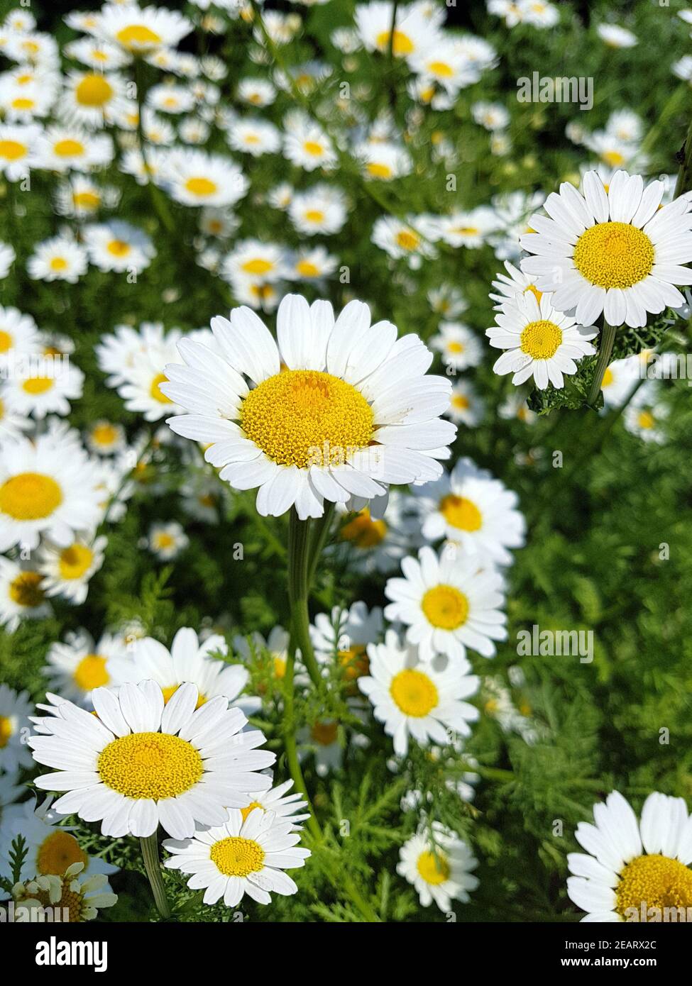 Roemischer Bertram, Anacyclus, pyrethrum Stock Photo - Alamy