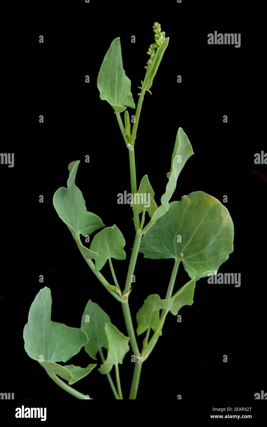 Roemischer ampfer hi-res stock photography and images - Alamy