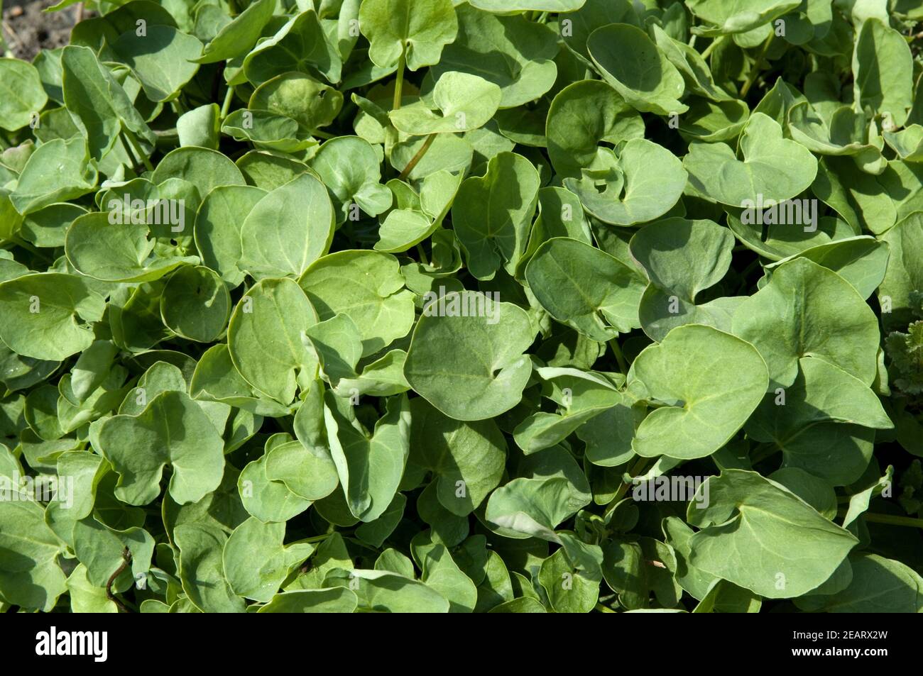 Roemischer ampfer hi-res stock photography and images - Alamy