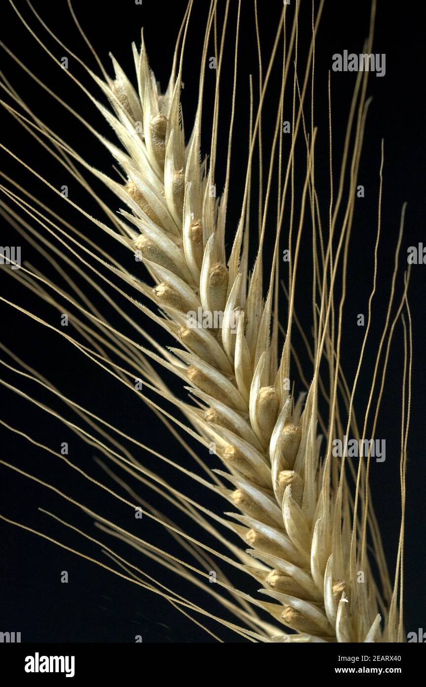Roggenaehre, Roggen, Roggenaehren, Secale Cereale Stock Photo - Alamy