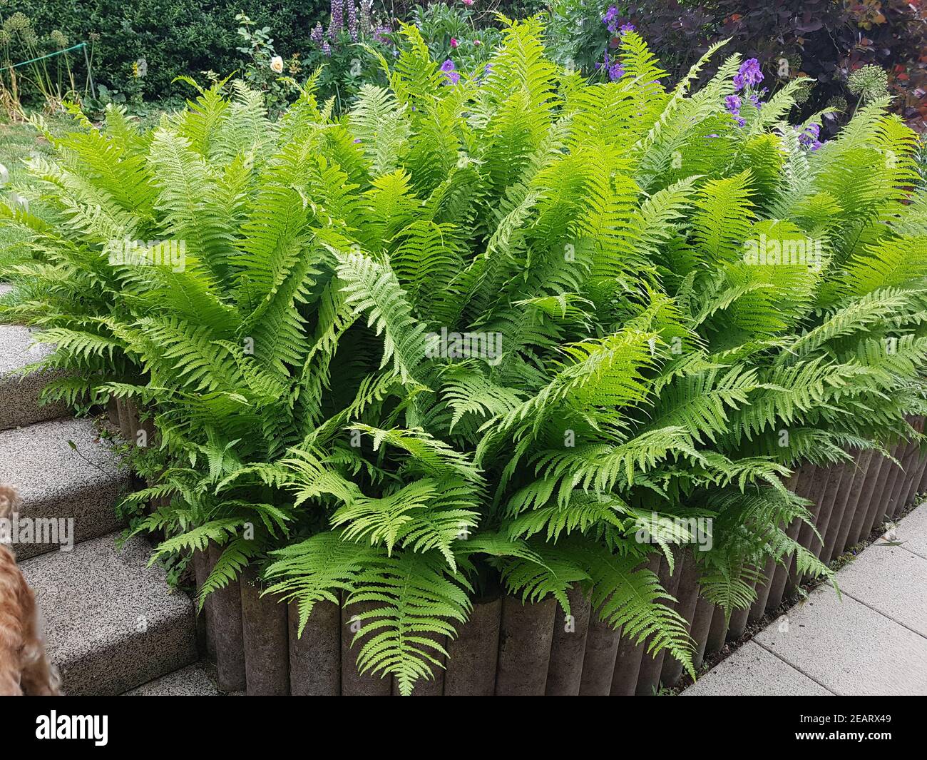 Echter Farn High Resolution Stock Photography and Images - Alamy