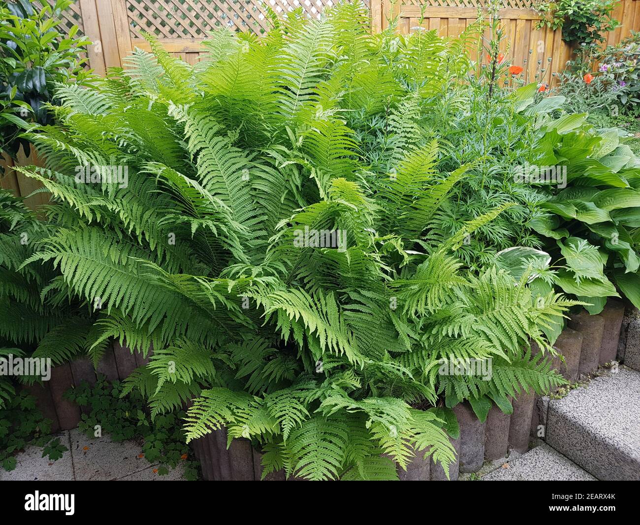 Echter Farn High Resolution Stock Photography and Images - Alamy