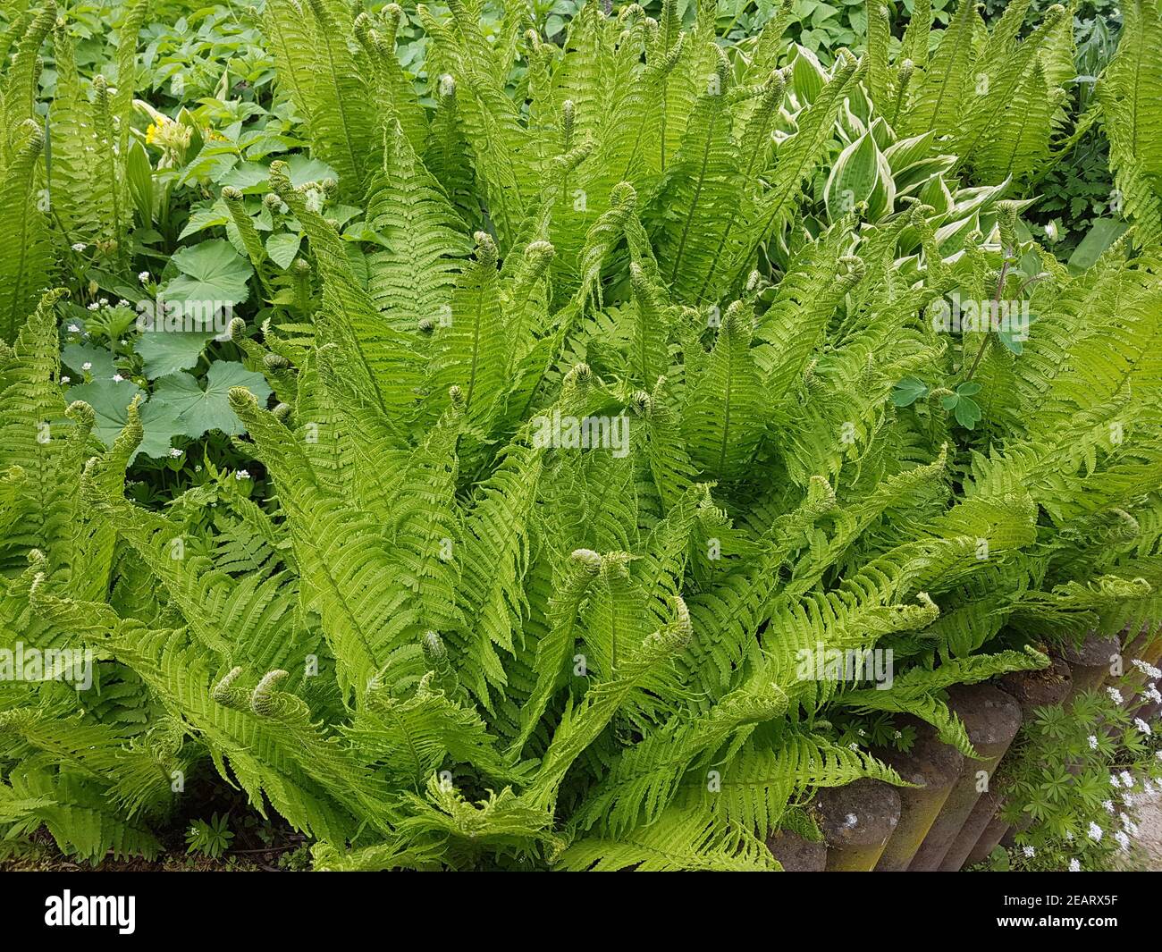 Echter Farn High Resolution Stock Photography and Images - Alamy