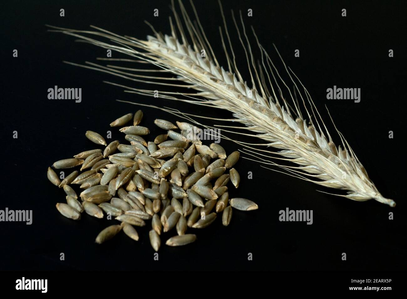 Roggenaehre; Roggen; Roggenaehren; Secale; Cereale Stock Photo - Alamy