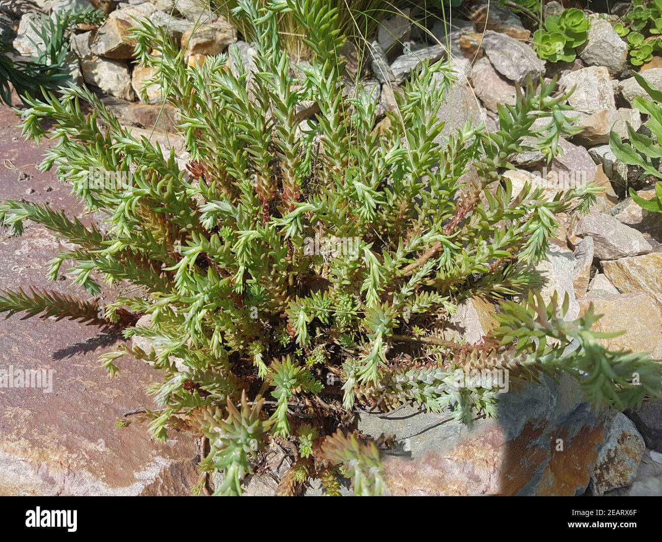 Tripmadam Sedum, reflexum Jungpflanze Stock Photo - Alamy