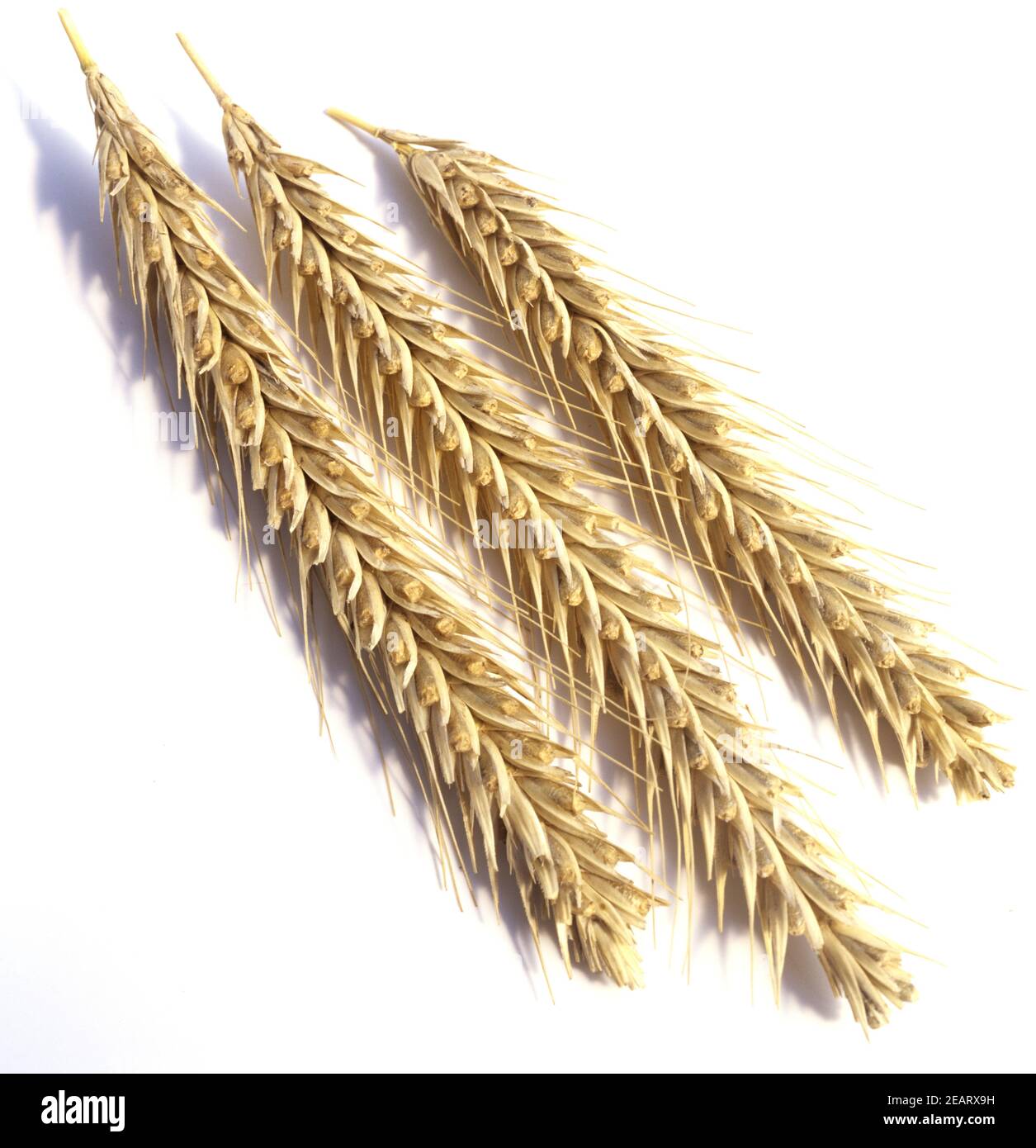 Roggenaehre, Roggen, Roggenaehren, Secale Cereale, Getreide Stock Photo ...