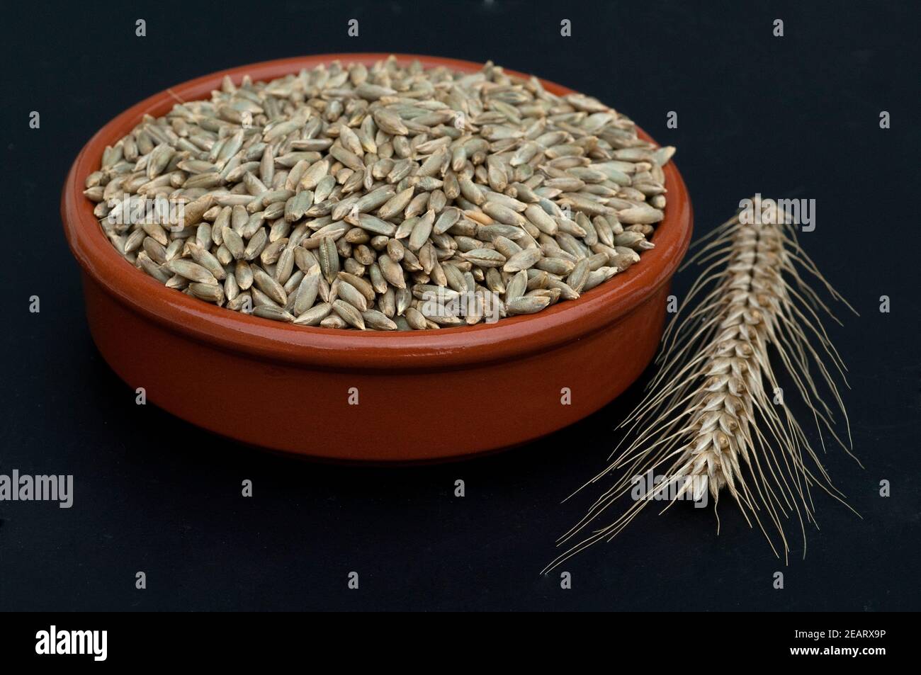 Roggenaehre; Roggen; Roggenaehren; Secale; Cereale Stock Photo - Alamy