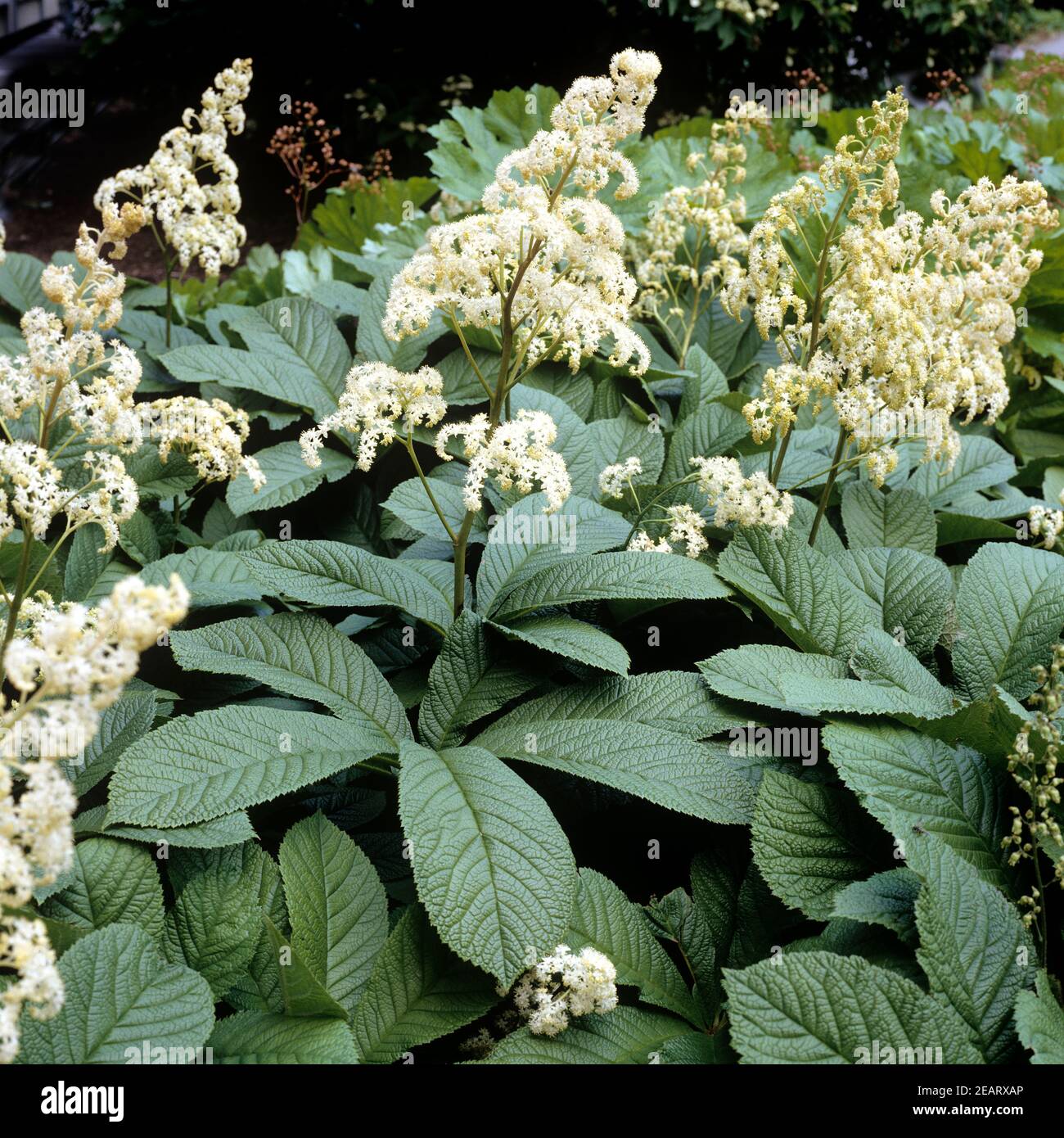 Rodgersia aesculifolia hi-res stock photography and images - Alamy