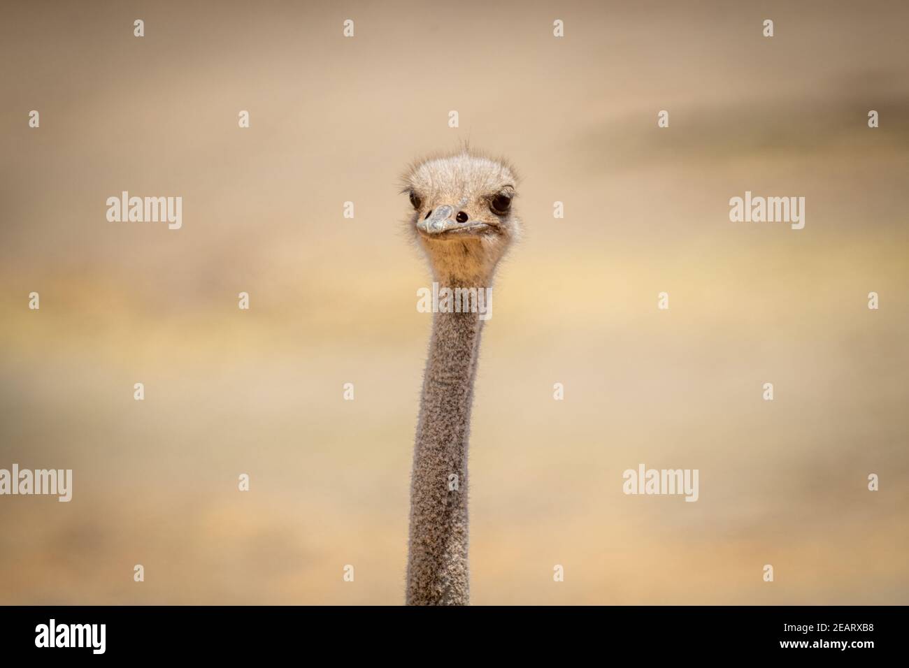 Female common ostrich in hi-res stock photography and images - Alamy