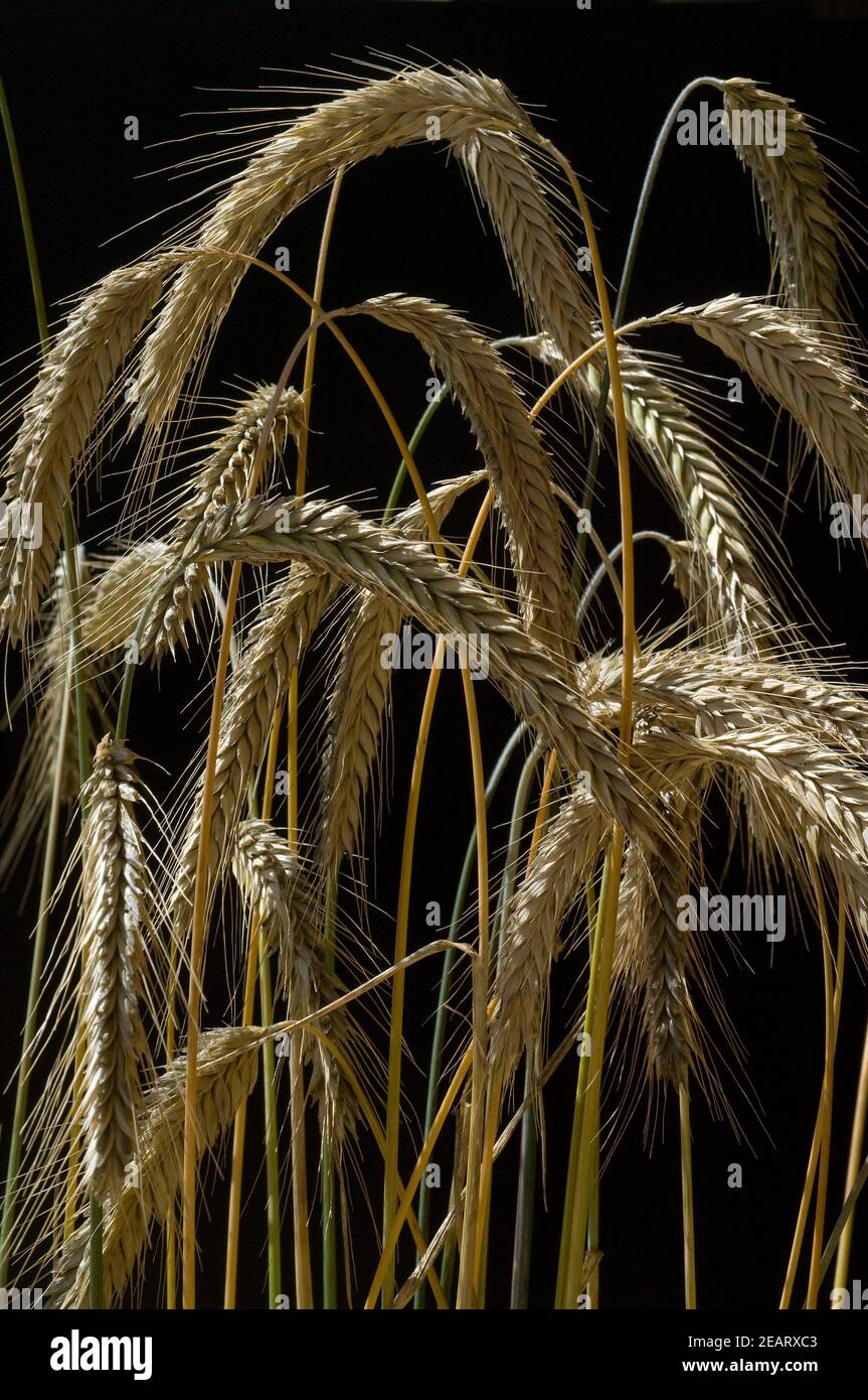 Roggenaehre; Roggen; Roggenaehren; Secale; Cereale Stock Photo - Alamy