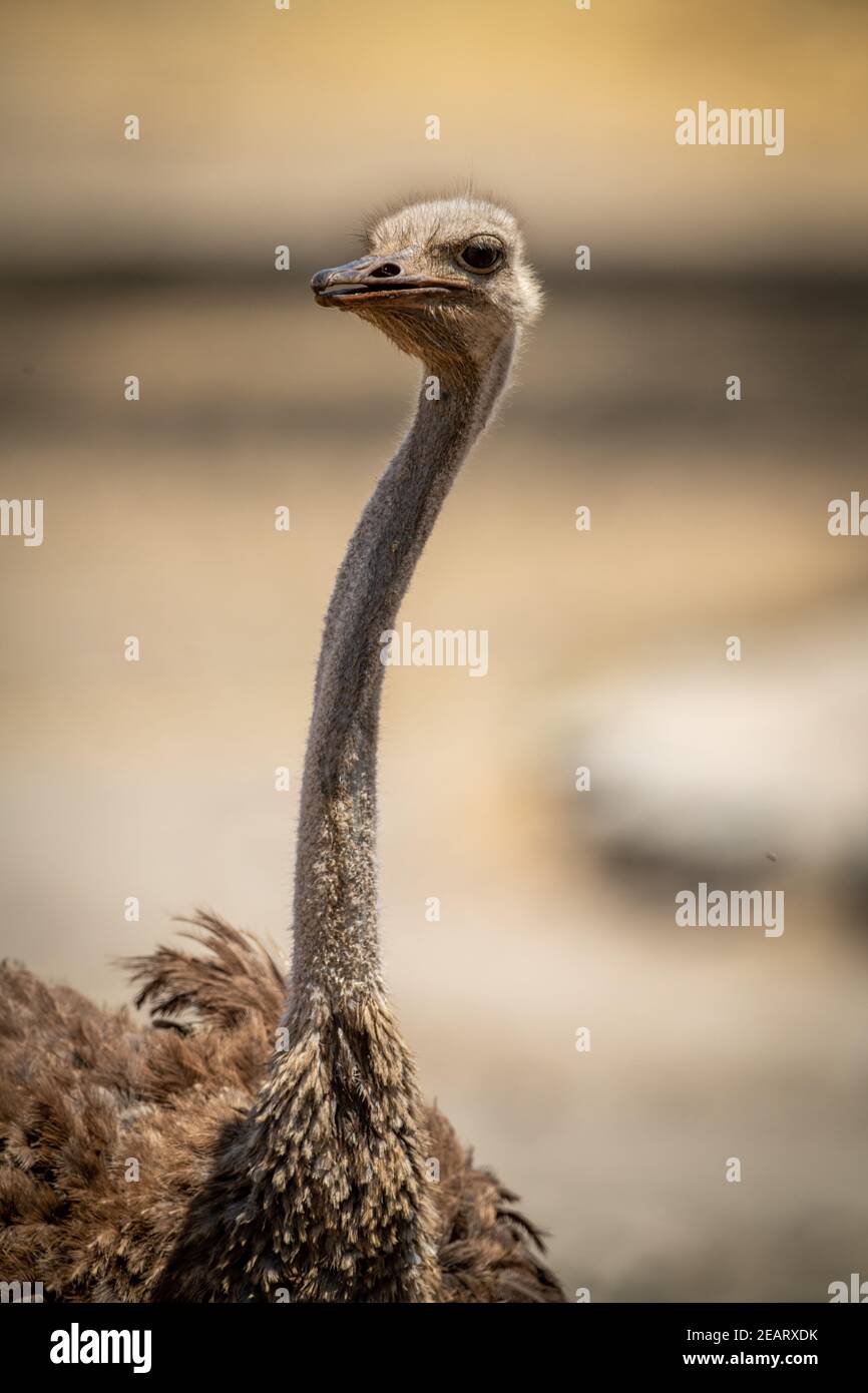 Close-up of female common ostrich watching camera Stock Photo - Alamy