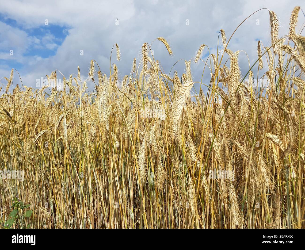 Getreidekorn hi-res stock photography and images - Alamy