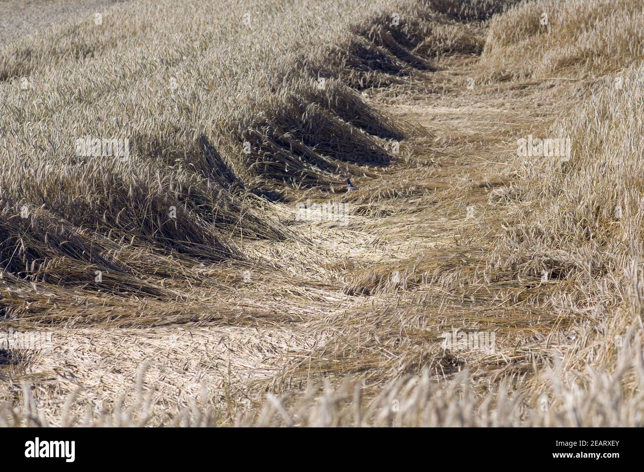 Roggenfeld, flach liegend Stock Photo - Alamy