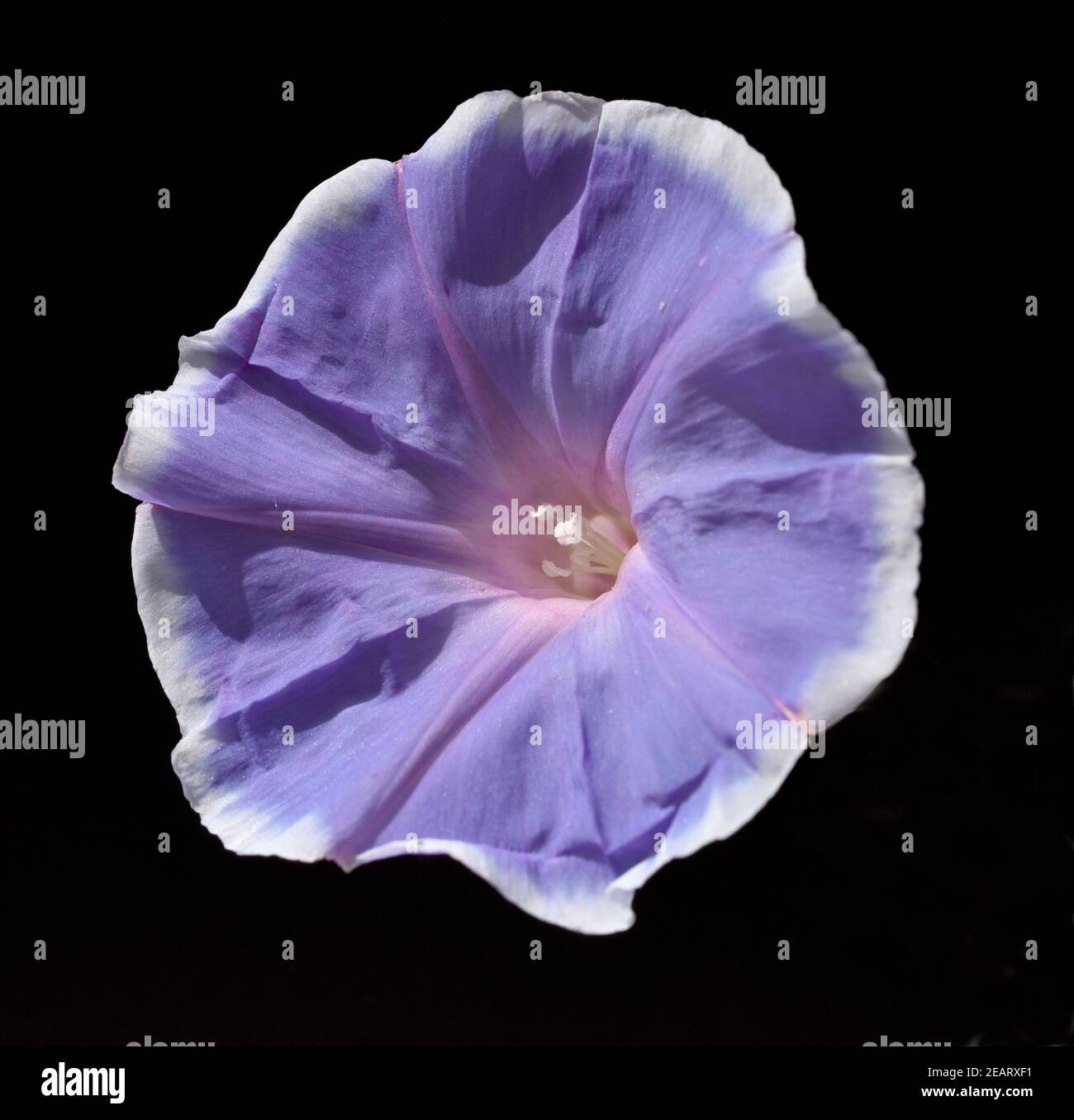 Trichterwinde Dreifarbige Prunkwinde Ipomoea purpurea Stock Photo - Alamy