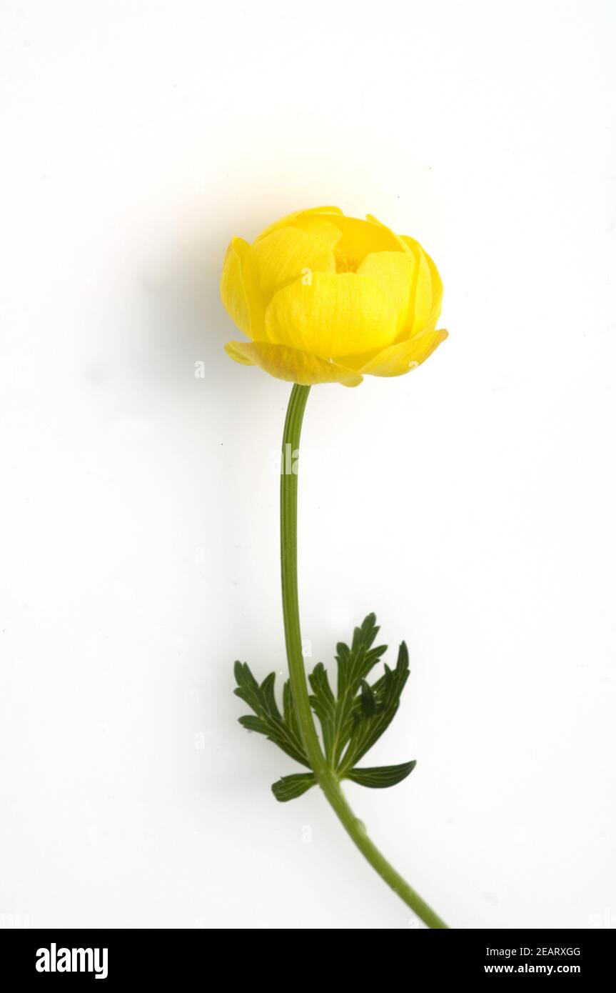 Trollblumen trollius europaeus hi-res stock photography and images - Alamy