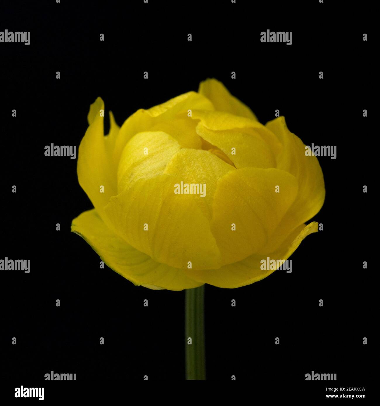 Trollblumen trollius europaeus hi-res stock photography and images - Alamy