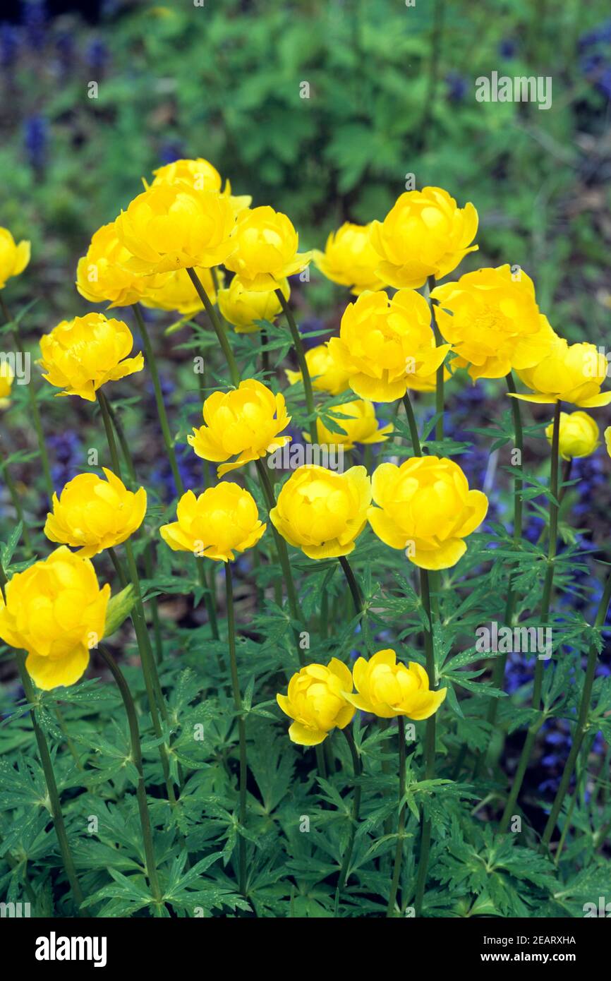 Trollblume Trollius europaeus Stock Photo - Alamy