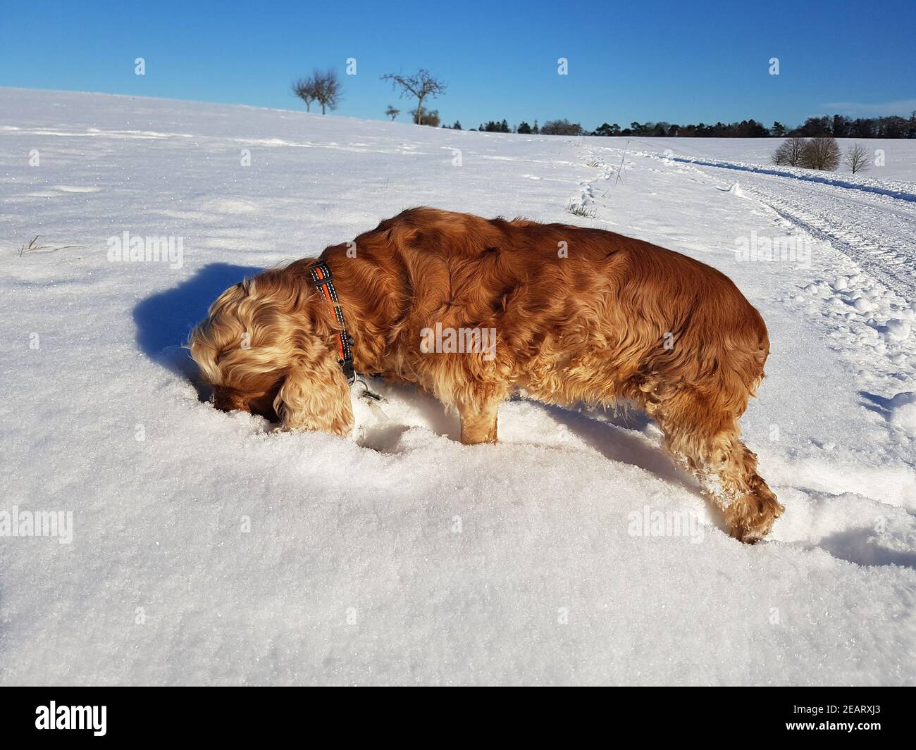 Cocker Spaniel Hund, Winter, Schnee Stock Photo - Alamy