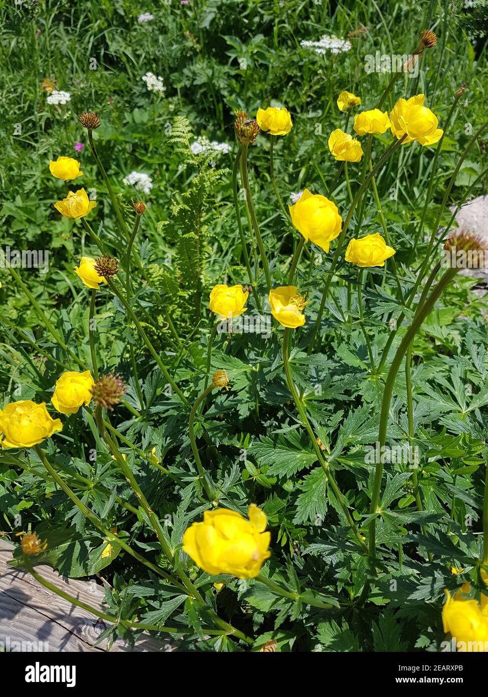 Trollblume, Trollius europaeus Stock Photo - Alamy