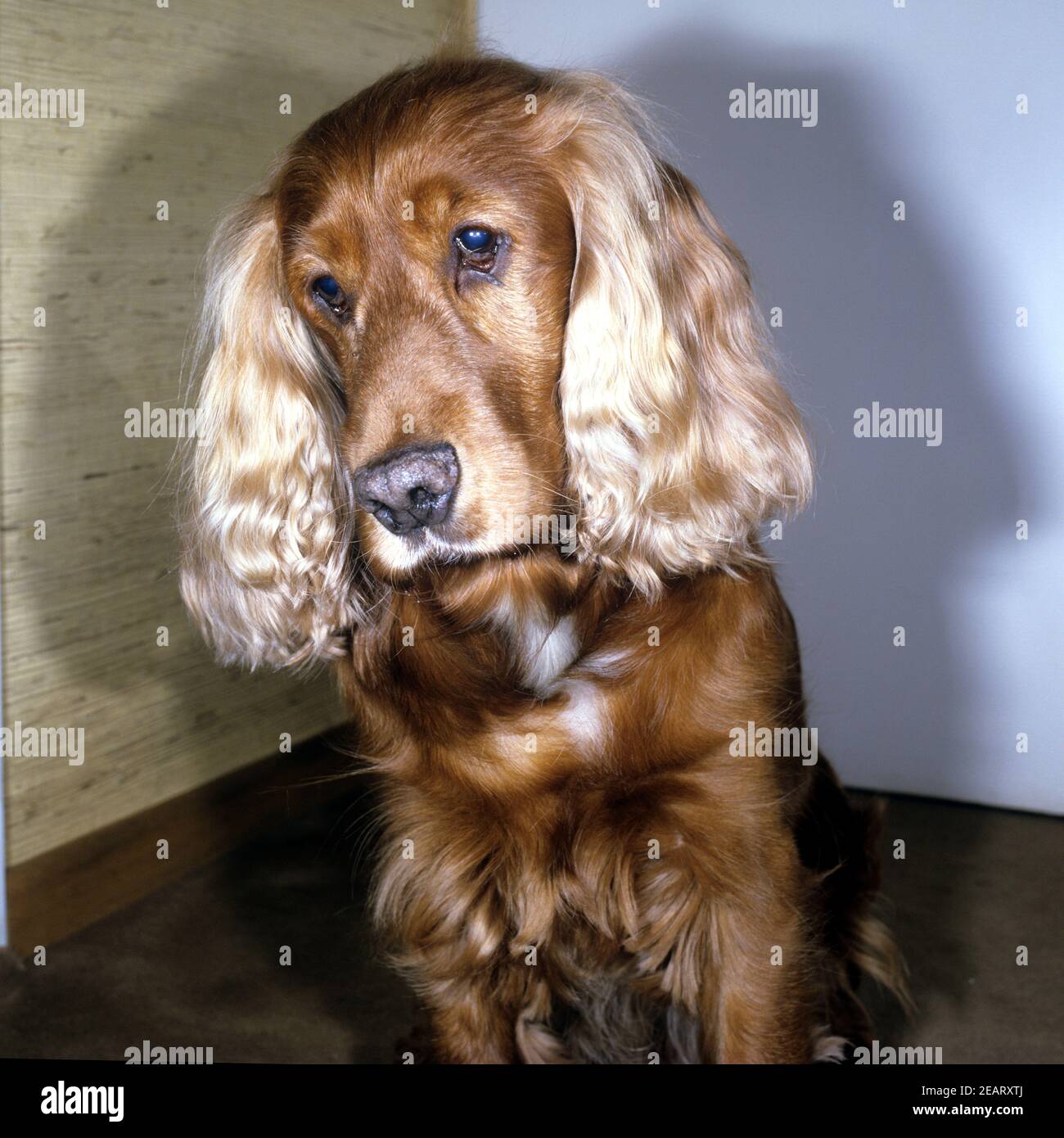 Cocker, Spaniel, Roter Stock Photo - Alamy