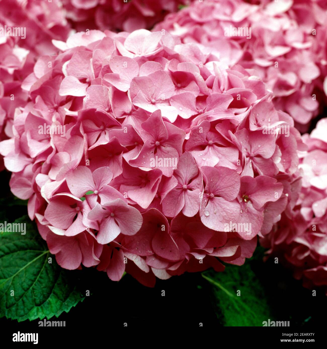 Rosa hortensie macrophylla hi-res stock photography and images - Alamy