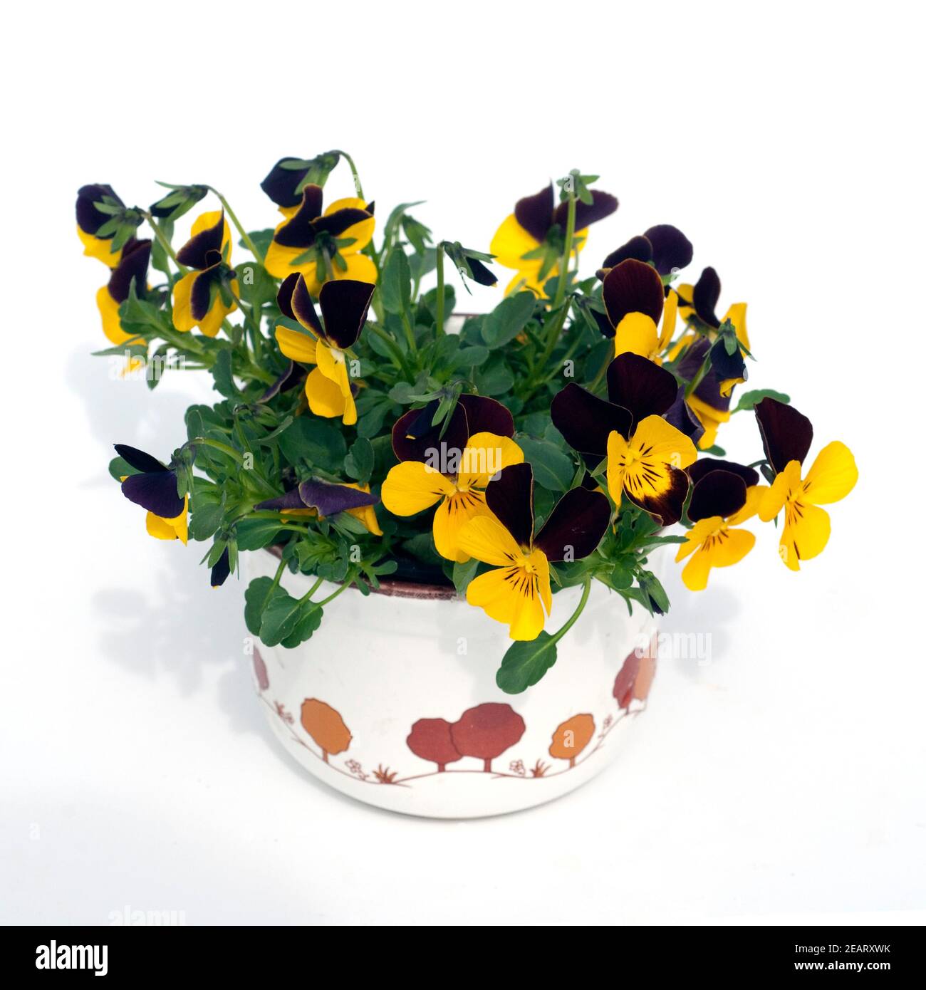 Veilchen hi-res stock photography and images - Alamy