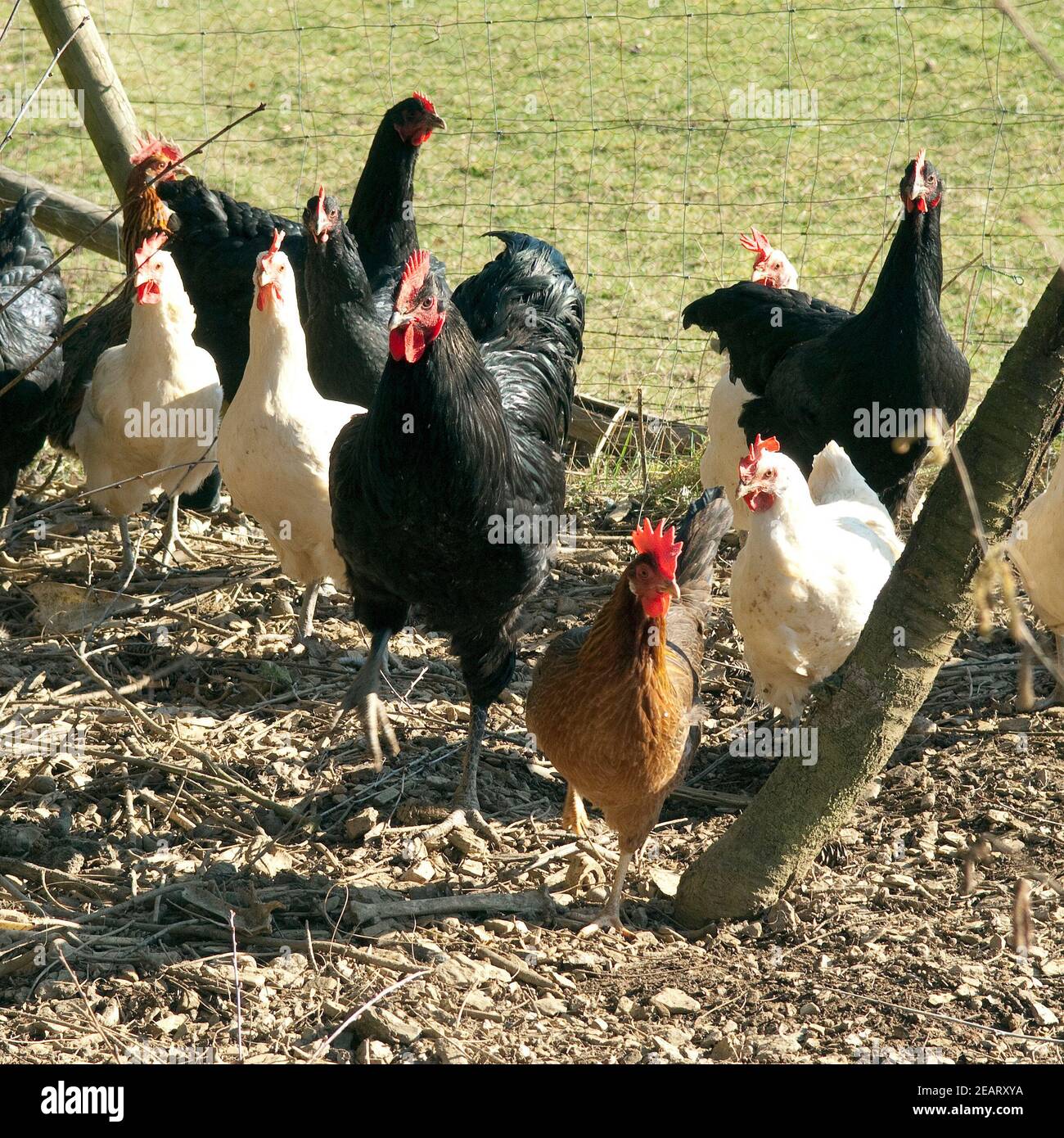 Huhn huehner hi-res stock photography and images - Alamy