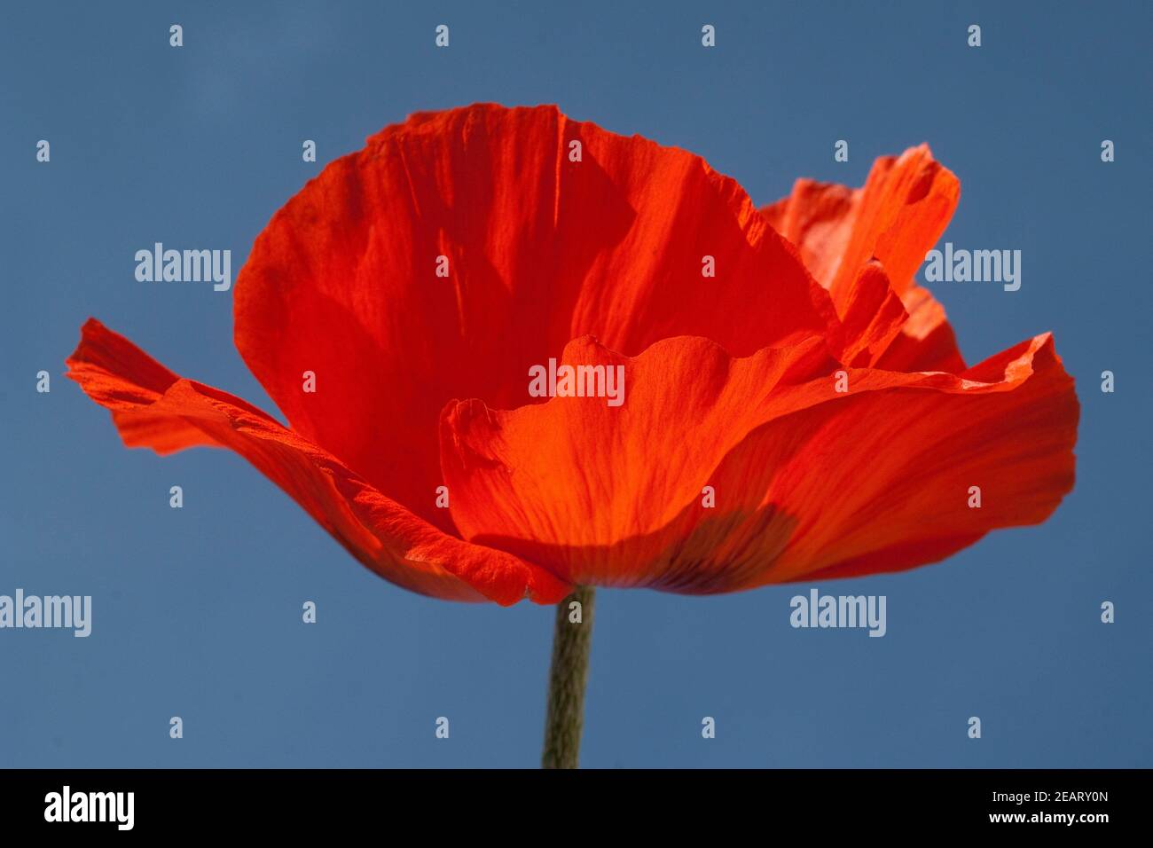 Weißer mohn hi-res stock photography and images - Alamy