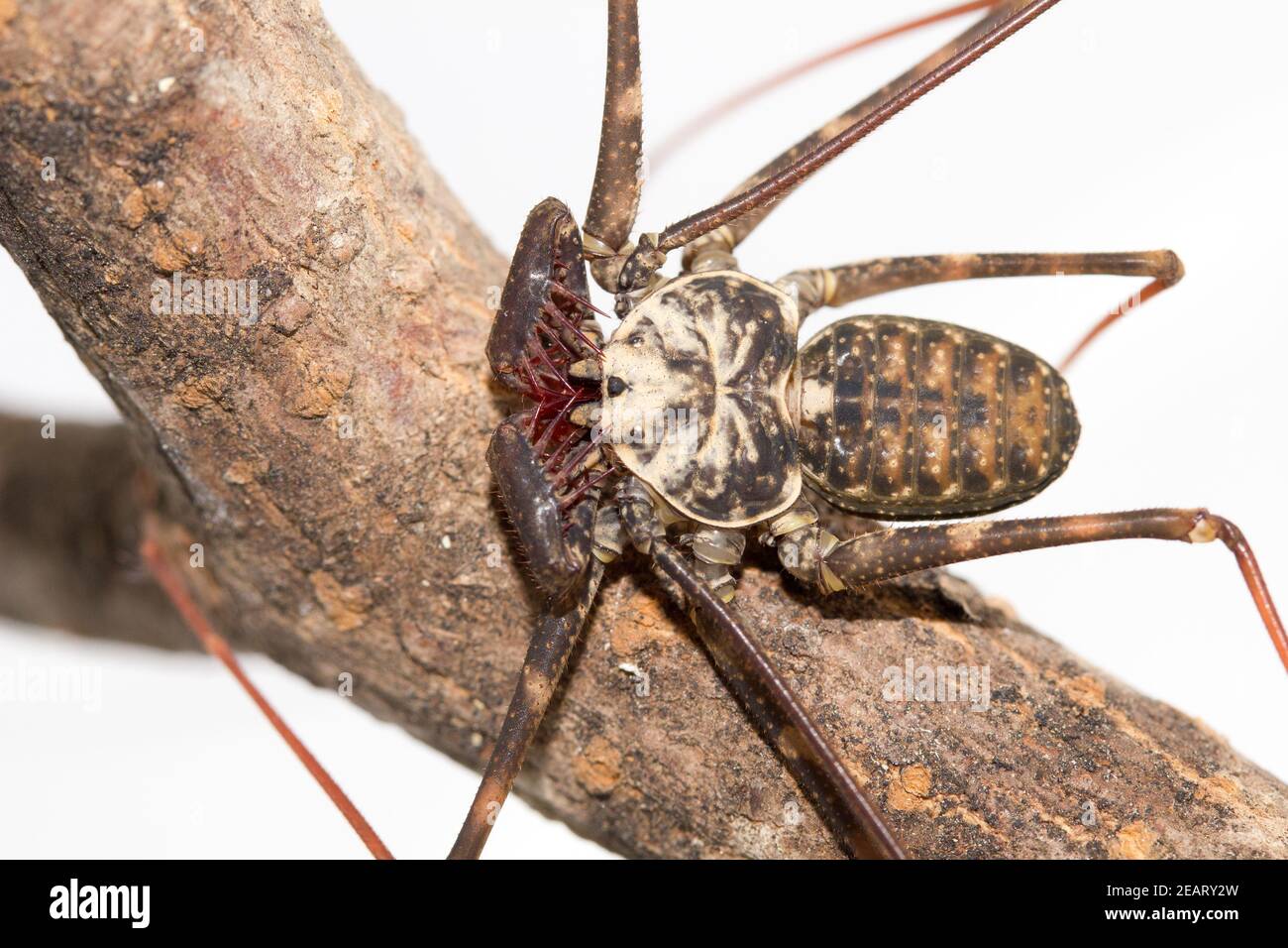 Phrynus hi-res stock photography and images - Alamy