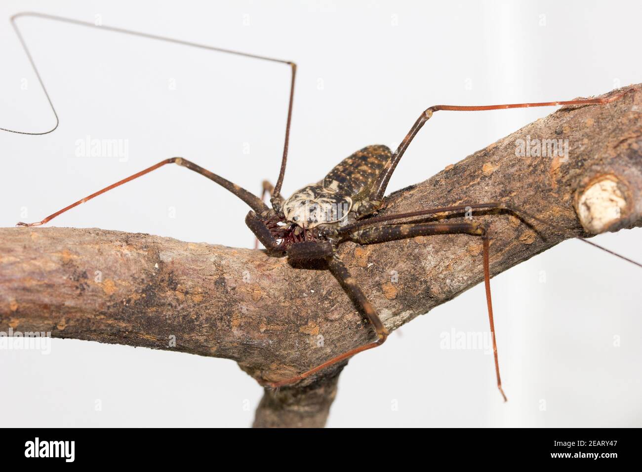 Tailless whip scorpion (Phrynus longipes Stock Photo - Alamy