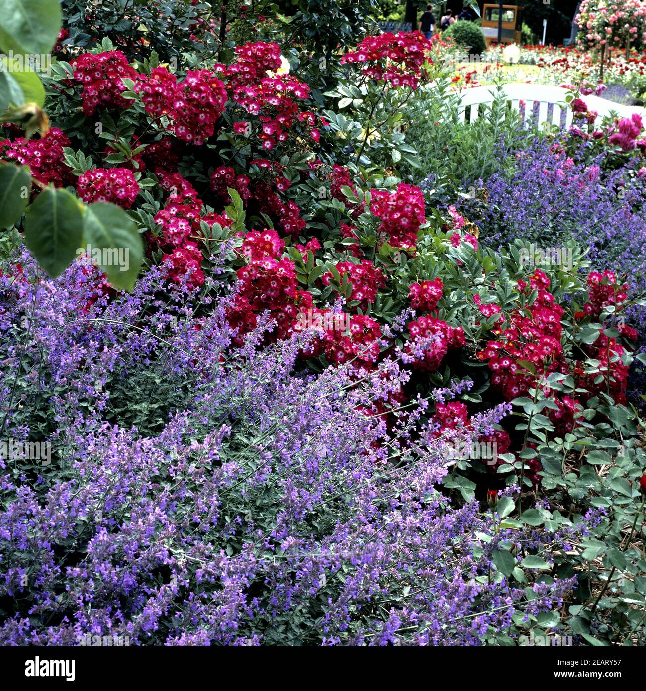 Rosen und Blumen Stock Photo - Alamy