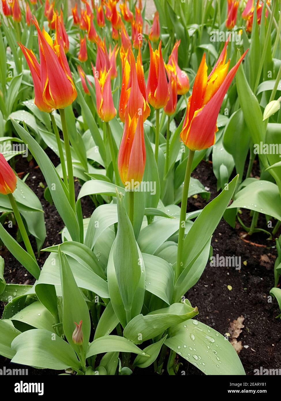 Fly away tulip hi-res stock photography and images - Alamy
