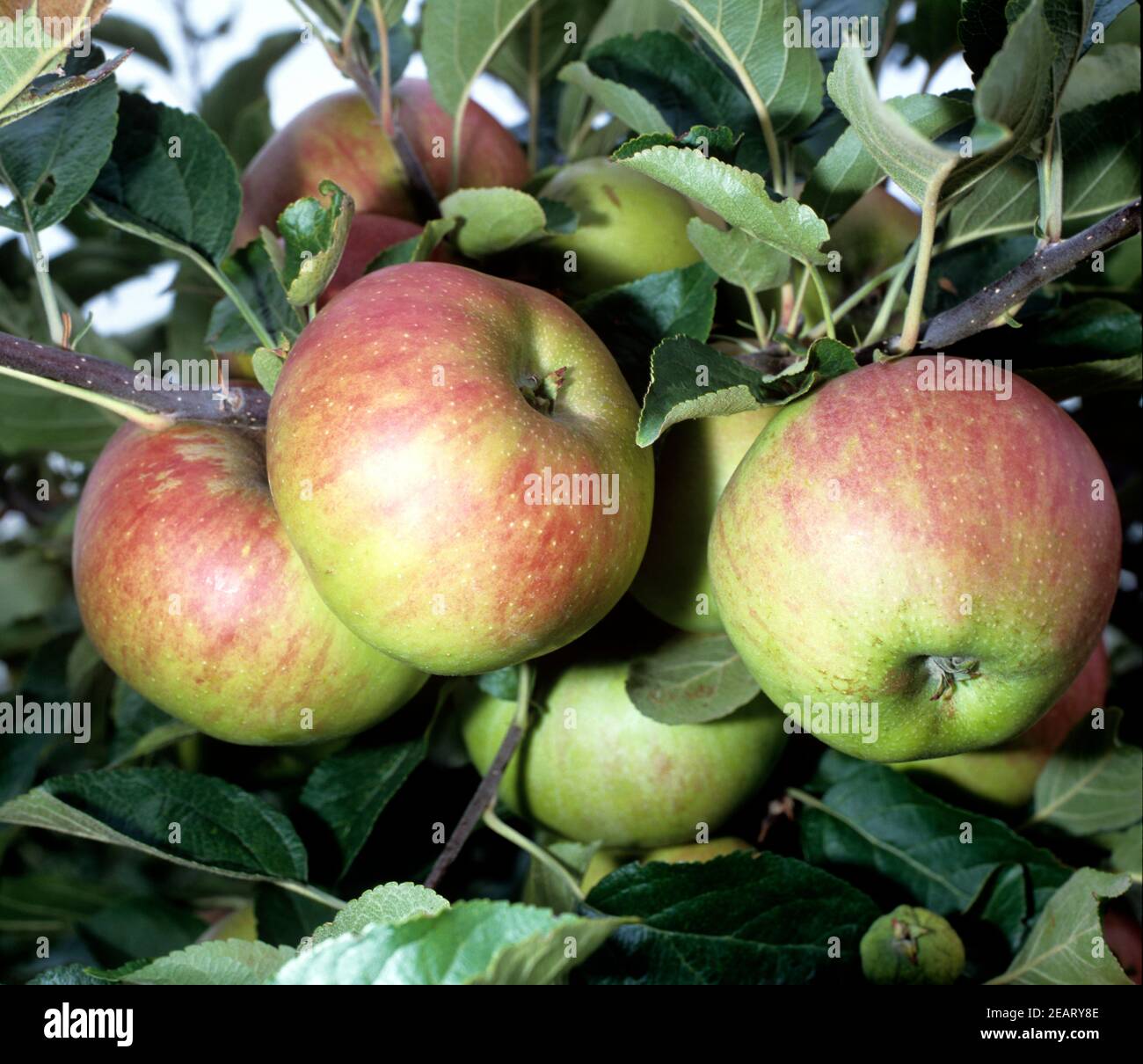 Ingol Apfel Stock Photo - Alamy