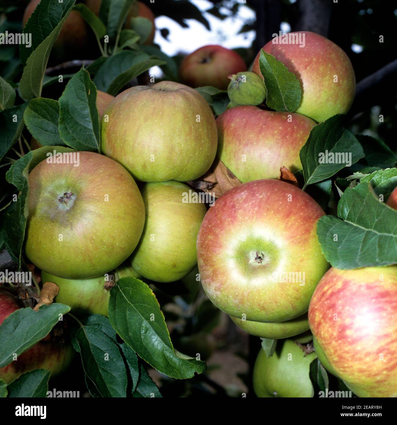 Ingol Apfel Stock Photo - Alamy